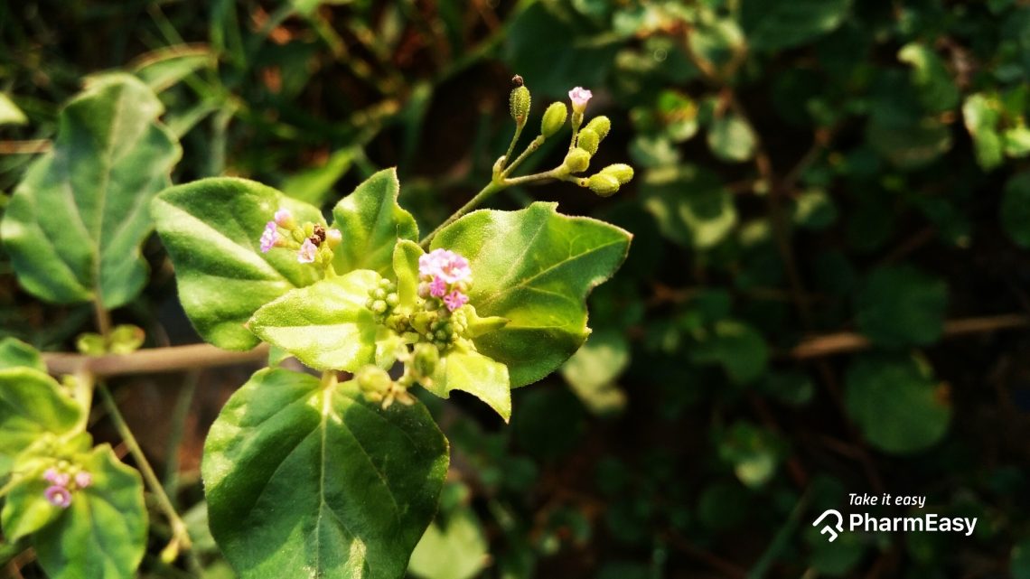 Punarnava: Benefits, Uses, Dosage & Side Effects | PharmEasy